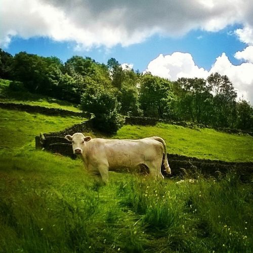 Wild Summer Photo competition - Highly commended - Wild Things Publishing