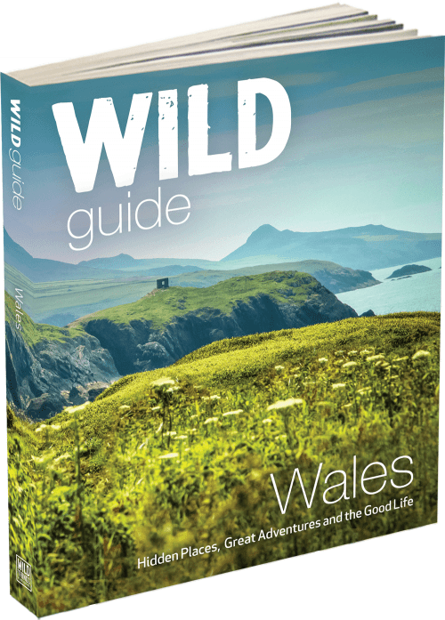 Home - Wild Things Publishing